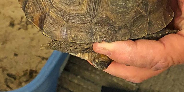 Gopher Tortoise Relocation Effort Visits GAI
